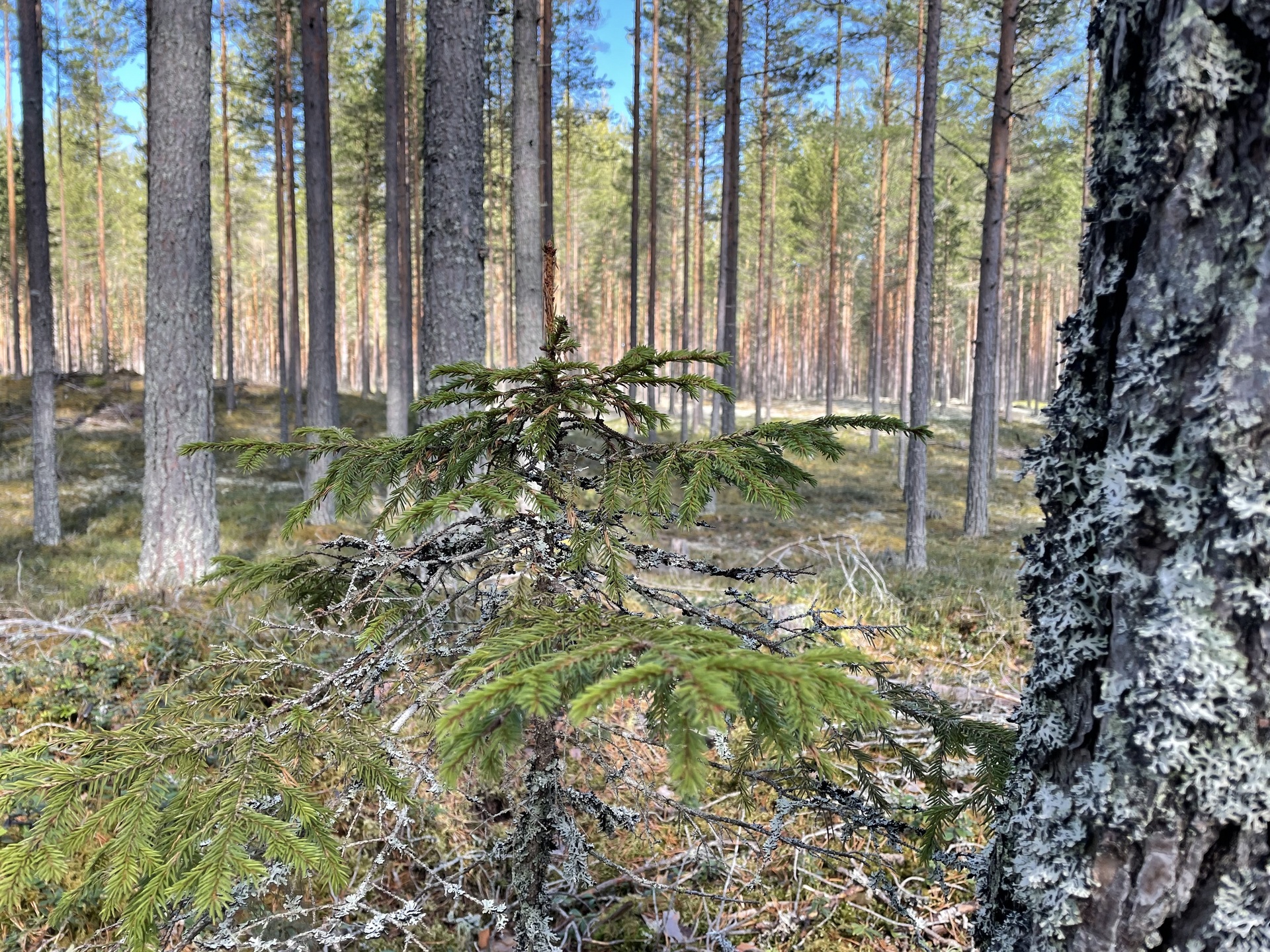 20 ha skog för tillköp, Siljansnäs - Skog till salu - Dalarna - 22,0 ha ...